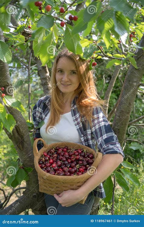 Cerises De Cueillette De Jeune Femme Image Stock Image Du Normal Frais