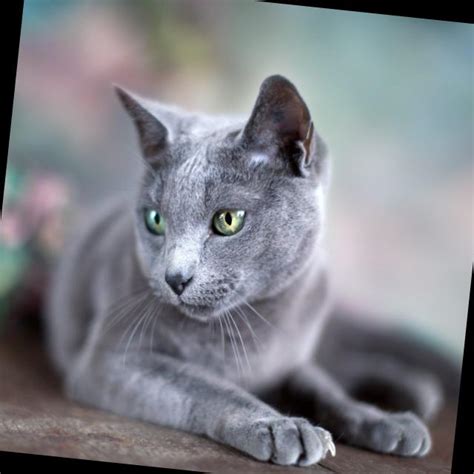Kedi Türleri Classification Dataset And Pre Trained Model By Grnt Ileme