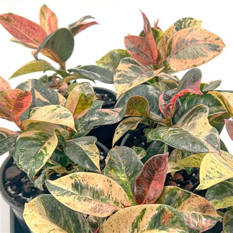 Ficus Elastica Marble Rare Indoor Plant Australia