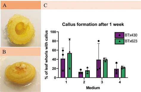 Callus Formation 1 Week After Induction The Number Of Leaf Whorls