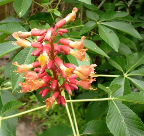 Red Buckeye Native Texas