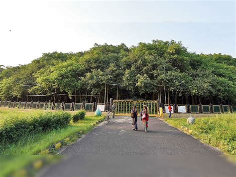 World Largest Banyan Tree Where Is The Largest Banyan Tree In The World