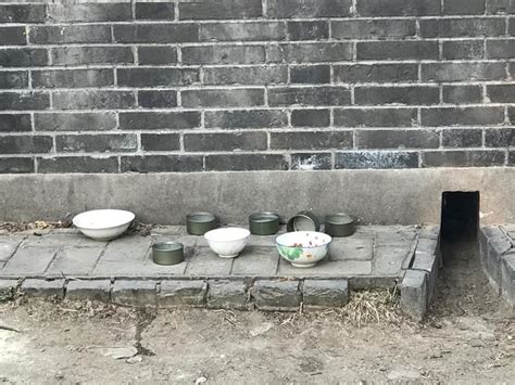 天壇公園裏愜意的流浪貓 每日頭條