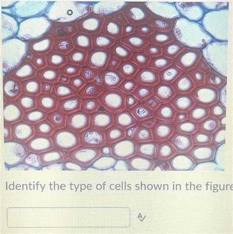 Solved Identify The Type Of Cells Shown In The Figure A Chegg Com