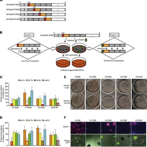 Generation Of Partially Reprogrammed Ipscs From Human Somatic Cells Download Scientific Diagram