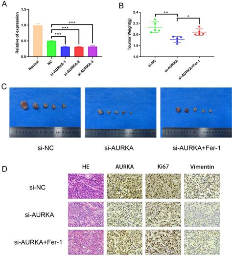 Aurka Knockdown Inhibits Esophageal Squamous Cell Carcinoma Progression