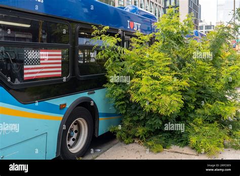 Nycta Bus Parked In Chelsea With Wild Trees Growing Out Of An Abandoned