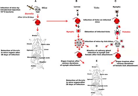 Borrelia Burgdorferi Structure