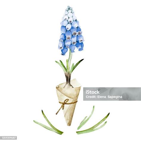 공예 종이 코넷에 현실적인 푸른 무스카리 공장 꽃 줄기 전구와 흰색 배경에 고립 된 잎 손으로 그린 수채화 0명에 대한 스톡 벡터 아트 및 기타 이미지 Istock