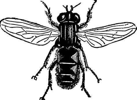 Species Of Helophilus Vintage Illustration 35477322 Vector Art At Vecteezy