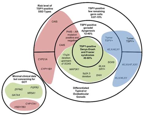 A Practical Guide For Evaluating Gonadal Germ Cell Tumor Predisposition