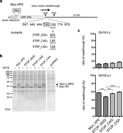 Influence Of Mutations In The Sequence After Stop Codon On P Stop Download Scientific Diagram