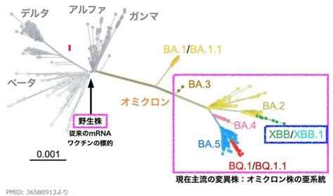新型コロナ「第9波」主流となるオミクロン株「xbb」について 法人向け健康経営®️支援サービス「ヘルシースタンド」