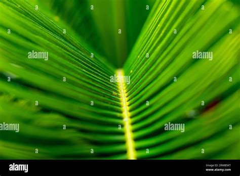 All The Leaves Almost Always Have Determinate Growth They Grow To A