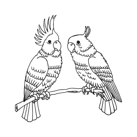 Parrots Tropical Birds Outline Drawing Sketch For Coloring Vector