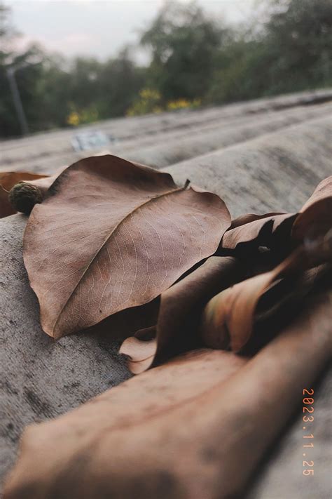 Nature Leaf Green Free Photo On Pixabay Pixabay