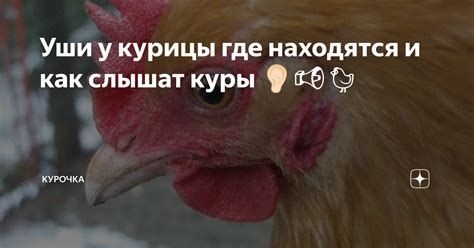 Уши у курицы где находятся и как слышат куры 👂🏻📢🐔 Курочка Дзен