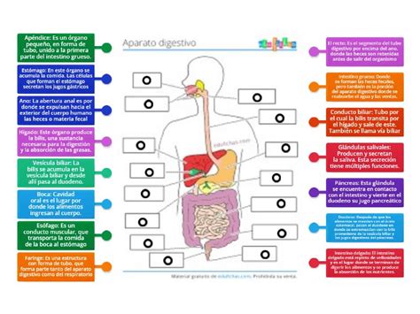 Sistema Digestivo Labelled Diagram