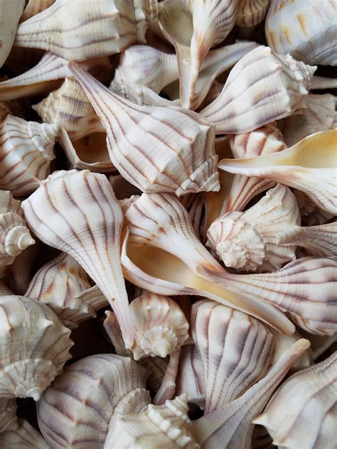 Lightning Whelk Conch Shells Left Handed Sinistral Seashells Etsy
