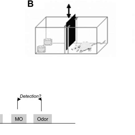 Figure1 Experimental Setup A Cannulae Placement Cannulae Were Aimed