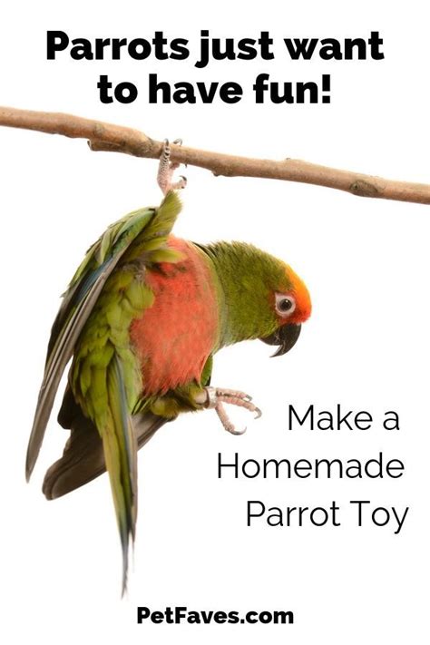 Looking For Ways To Keep Your Parrot Busy Make Your Own Bird Toys