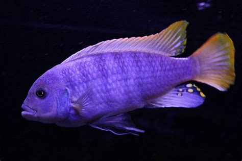 Metriaclima Greshakei