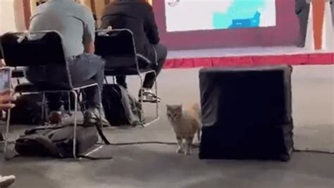 Gato Zeus Se Roba La Ma Anera