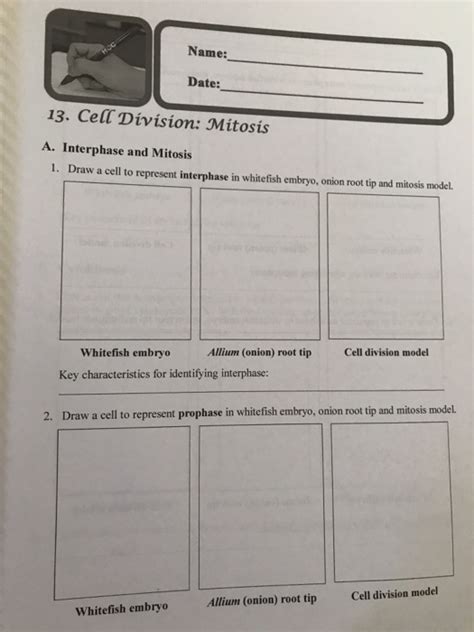 Name Date Cell Division Mitosis A Interphase Chegg
