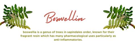 Boswellia Health Benefits Uses And Important Facts Potsandpans India