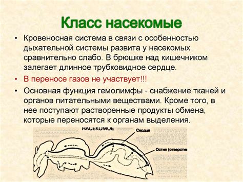 Круги кровообращения и особенности строения сердец у позвоночных