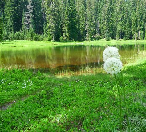Visit Rainier Top 10 Spring Hikes At Mt Rainier Spring Hiking