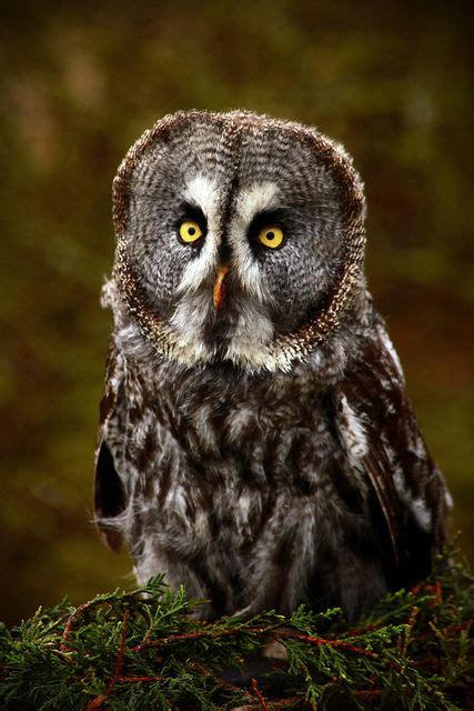 1024 Best Images About Owls On Pinterest Long Eared Owl Beautiful Owl And Great Gray Owl