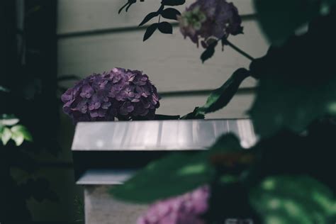 ライカで梅雨を写真にする ライカで撮った写真 アトリエライカ
