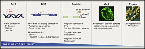 Progeria Cell Mutation