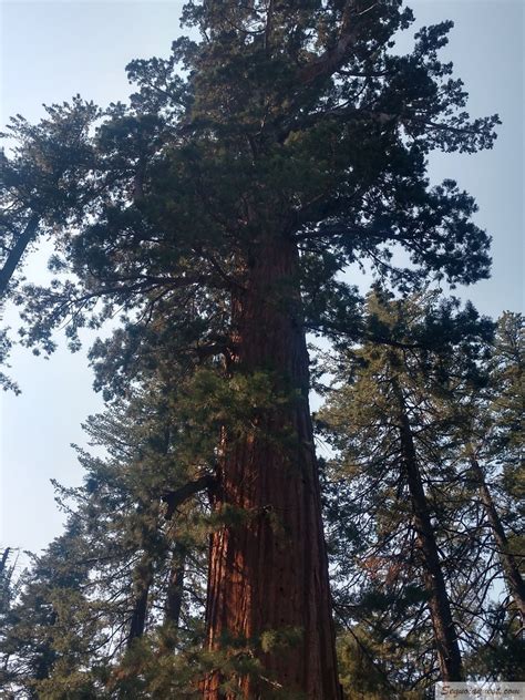 Big Red Sequoia Quest
