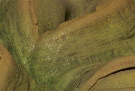 Stomata On Behance