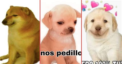 ¡que No Te Dé Amsiedad Cheems Y Otros Lomitos Que Se Han Sido