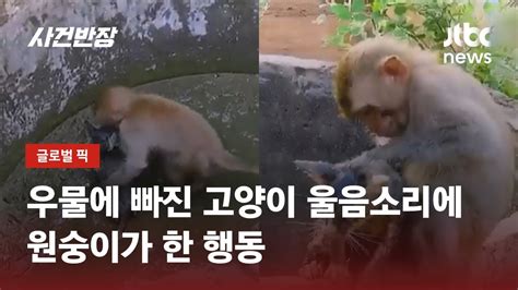내가 구해줄게 …우물에 빠진 새끼 고양이 구한 원숭이 Jtbc 사건반장 Youtube