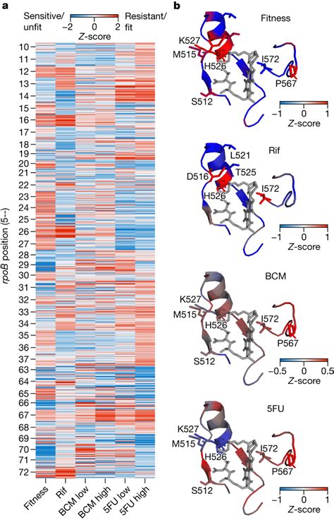 The Rif Binding Site Is Abundant With Mutations Affecting Bacterial