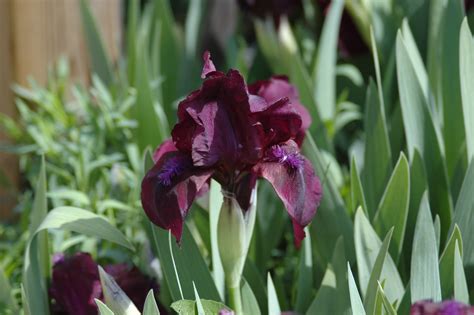Roche Fleurie Garden: "Cherry Garden" - Portrait of an Iris