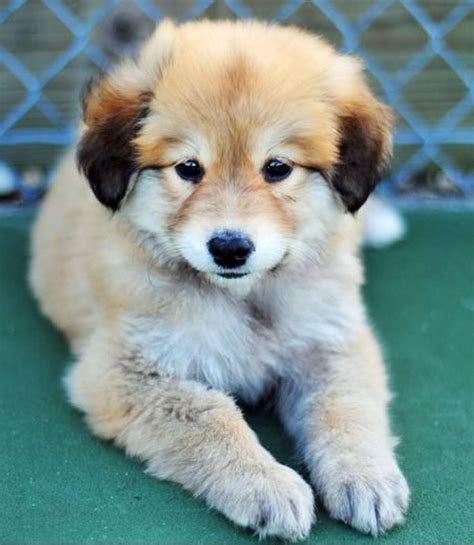 Golden Shepherd Mix