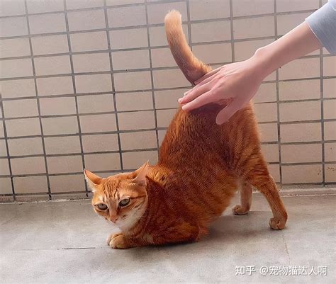 猫咪 抬屁股”，其实是想告诉你这些！ 知乎