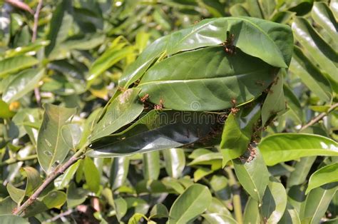 Ants Build A House With Ladder Stock Photo Image Of House