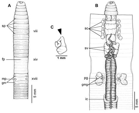 Pheretima Cross Section