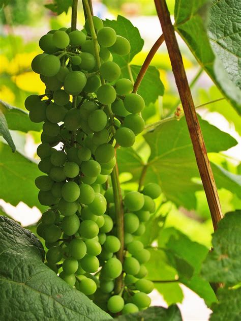 17 Best Images About The True Vine On Pinterest Vineyard Living