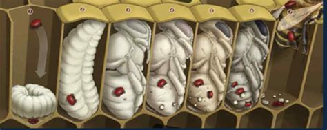 Varroa Destructor Mite Bg Bees Llc