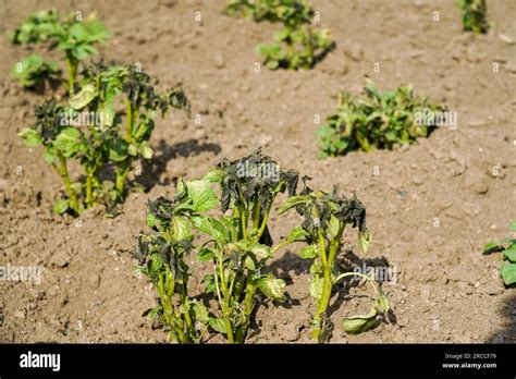 Potato Plants Damaged By The Frost Potato Plants Showing Signs Of
