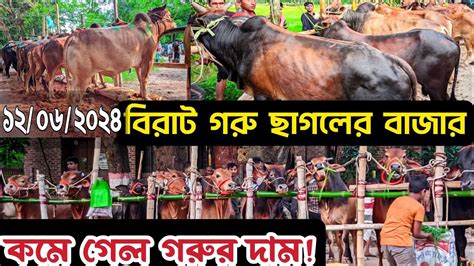 কমেগেল গরুর দাম বিরাট গরু ছাগলের বাজার চৌধুরী হাট গরু বাজার 2024