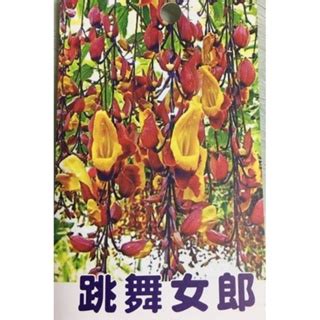 花囍園 藤蔓觀賞植物跳舞女郎 花期相當長 雙色花成群結隊 4 6吋 蝦皮購物