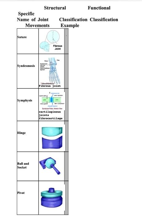 Solved Structural Functional Specific Name Of Joint Movements Solved Structural Functional Specific Name Of Joint Movements